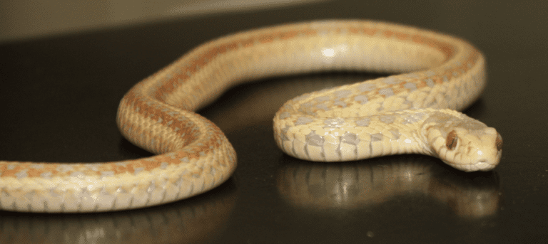 Do albino snakes face higher predation risk? - The Wildlife Society