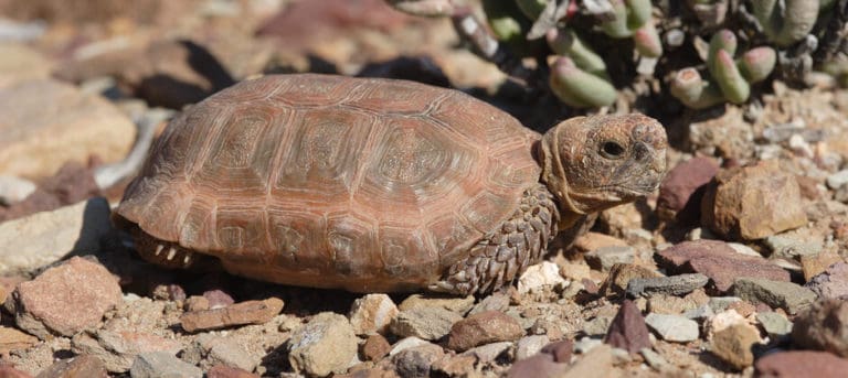 JWM: Crows contribute to Karoo dwarf tortoise decline - The Wildlife ...