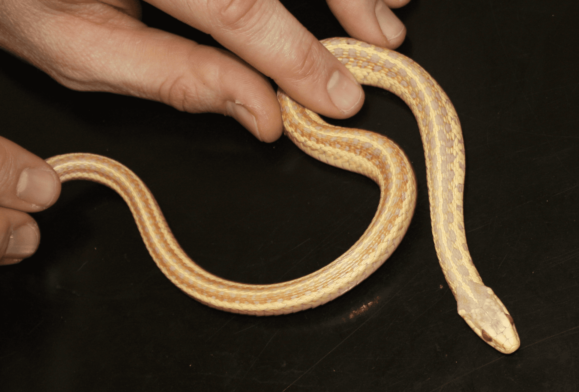 Do albino snakes face higher predation risk? - The Wildlife Society