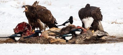 Lead poisoning is suppressing eagle populations - The Wildlife Society