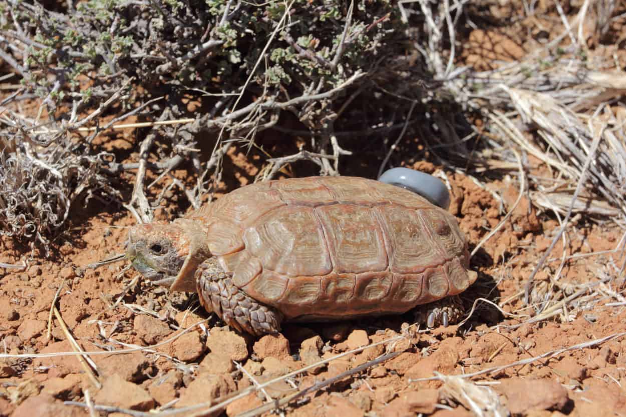 JWM: Crows contribute to Karoo dwarf tortoise decline - The Wildlife ...