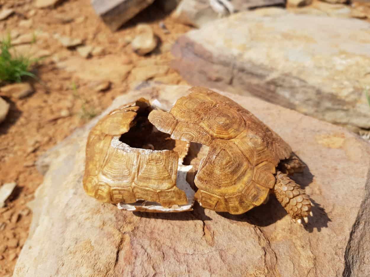 JWM: Crows contribute to Karoo dwarf tortoise decline - The Wildlife ...