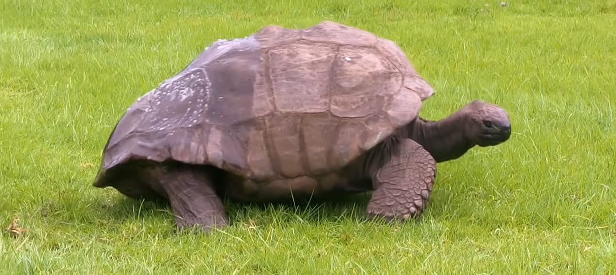 190-year-old is the oldest tortoise ever - The Wildlife Society