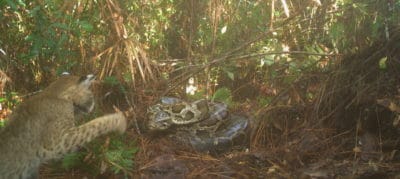 Bobcat preys on Burmese python eggs in Everglades - The Wildlife Society