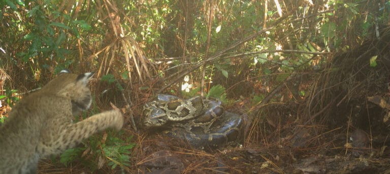 Bobcat preys on Burmese python eggs in Everglades - The Wildlife Society