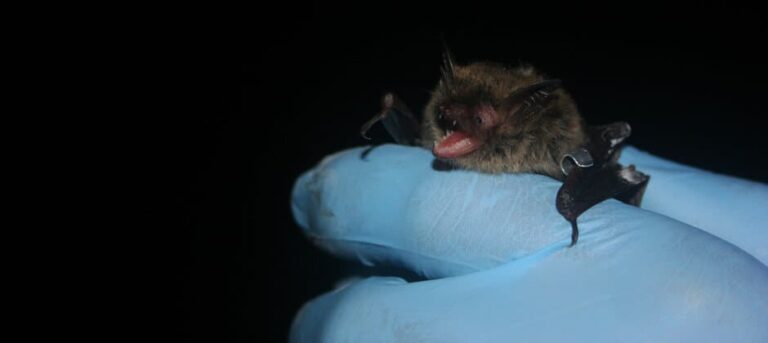 USFWS proposes listing northern long-eared bats as endangered - The ...