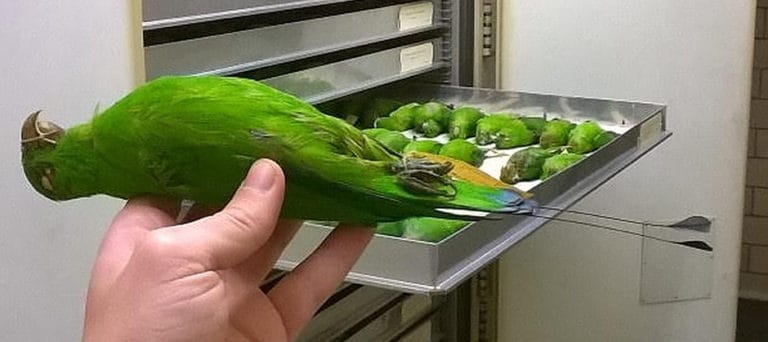 Less biodiversity means more bird extinction - The Wildlife Society