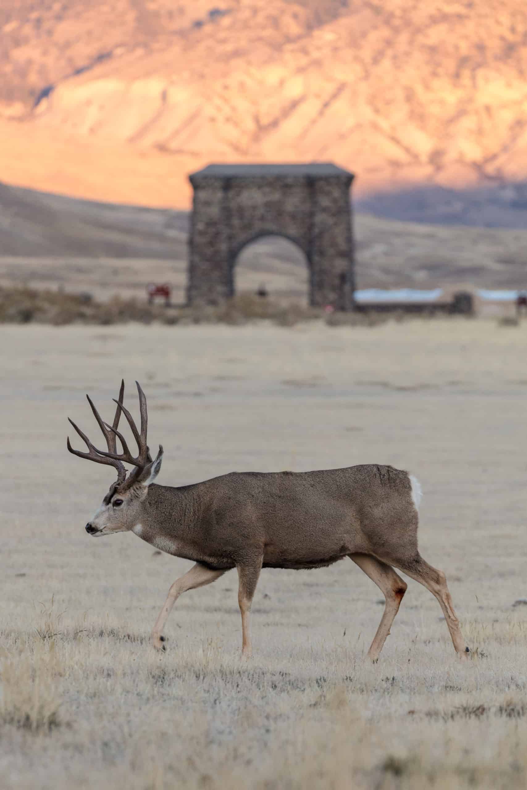 How do predators limit the spread of CWD in Yellowstone? - The Wildlife ...