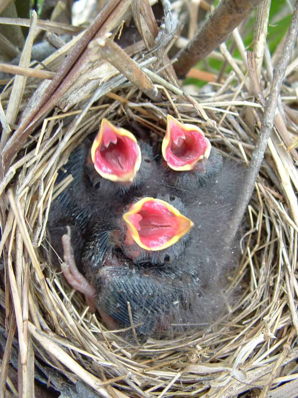 Fearful prey take fewer risks for their young - The Wildlife Society