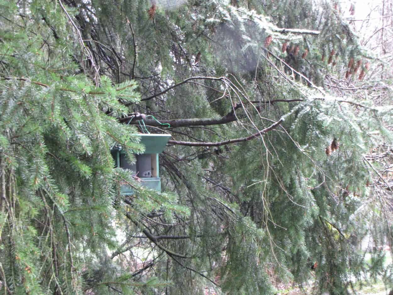 Fearful prey take fewer risks for their young - The Wildlife Society