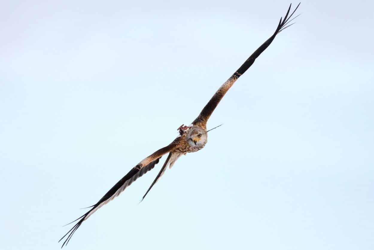 JWM: Red kites still need conservation despite downlisting - The ...