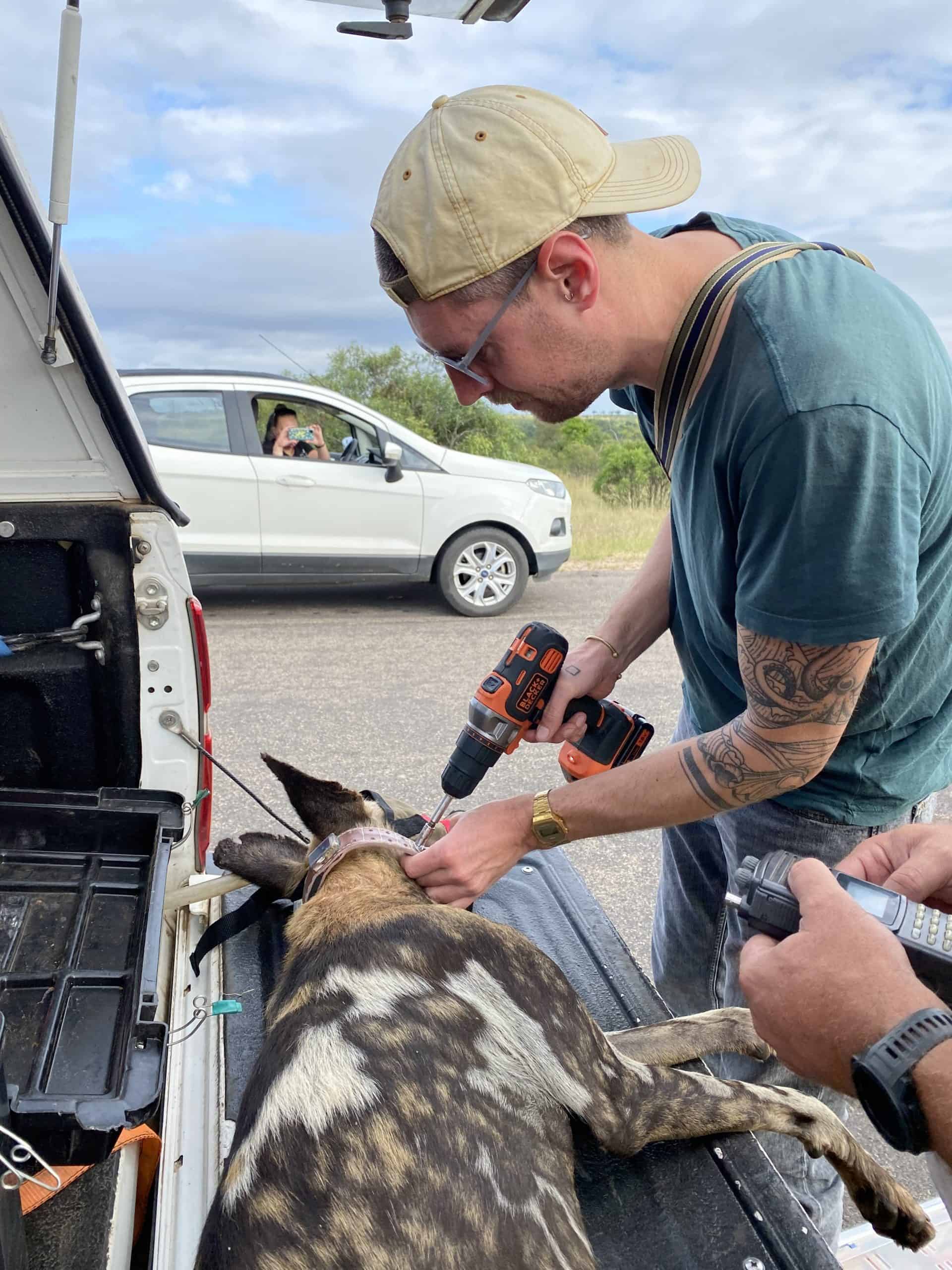 Wifi-equipped animals can improve field monitoring - The Wildlife Society