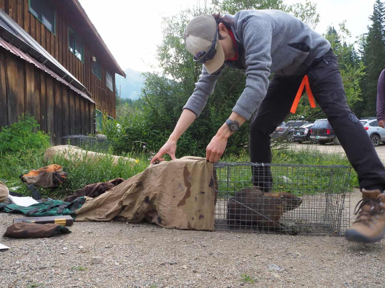 TWS2021: Are marmots habituating to humans? - The Wildlife Society