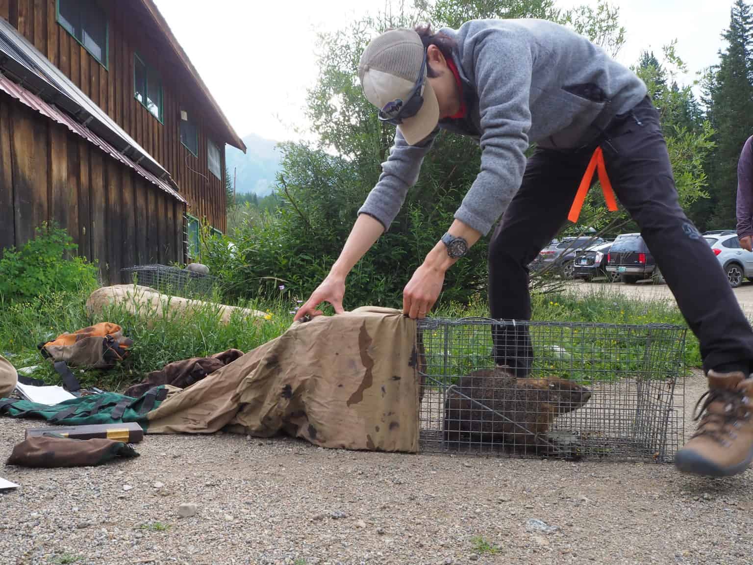 TWS2021: Are marmots habituating to humans? - The Wildlife Society