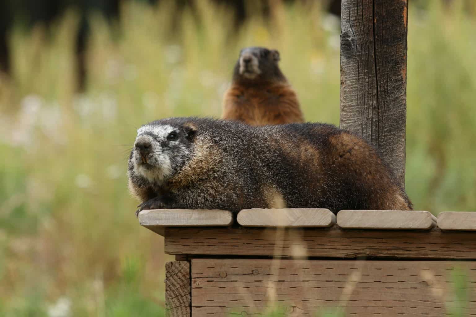 TWS2021: Are marmots habituating to humans? - The Wildlife Society
