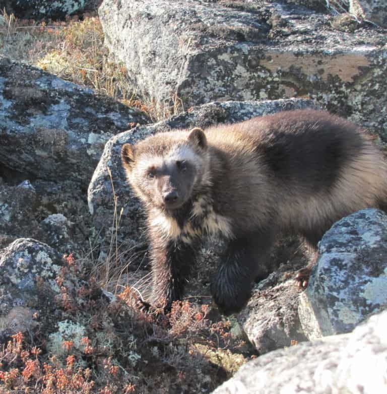 Worldwide wolverine analysis reveals research gaps - The Wildlife Society