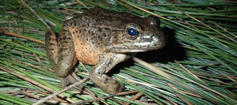 Baja California frogs suffer from chytrid fungus - The Wildlife Society