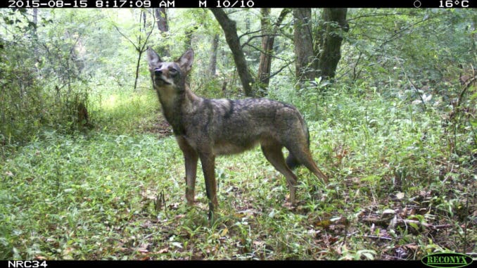 Gray foxes and coyotes coexist in the suburbs - The Wildlife Society