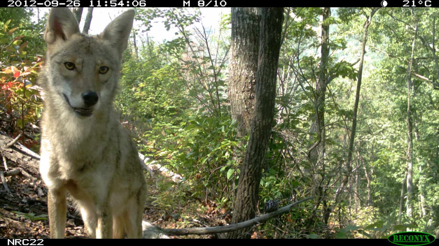 Gray foxes and coyotes coexist in the suburbs - The Wildlife Society