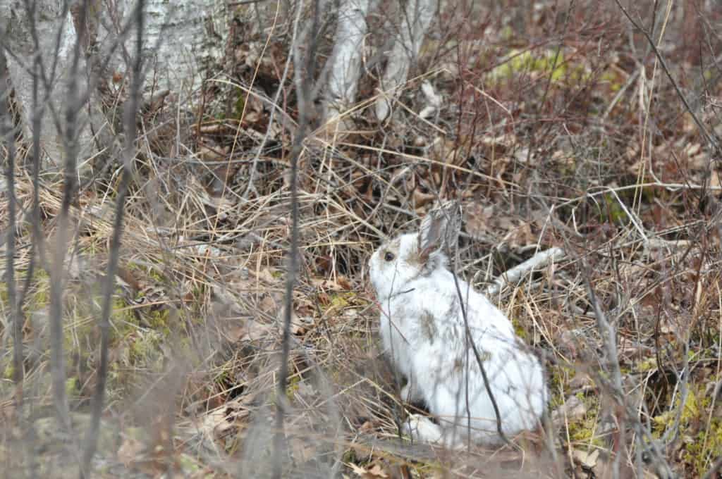 The impacts of snowshoe hare extirpation cascades through ecosystem ...