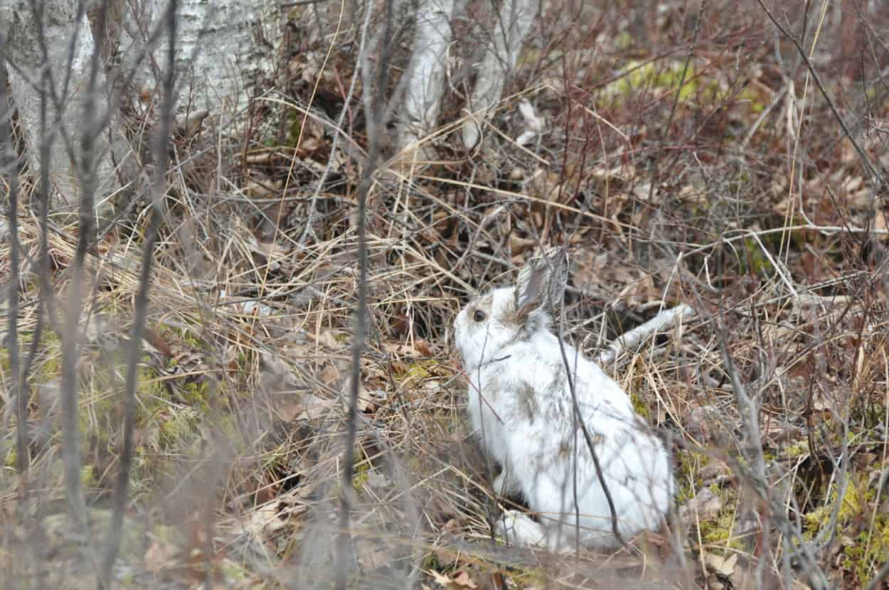 The impacts of snowshoe hare extirpation cascades through ecosystem ...