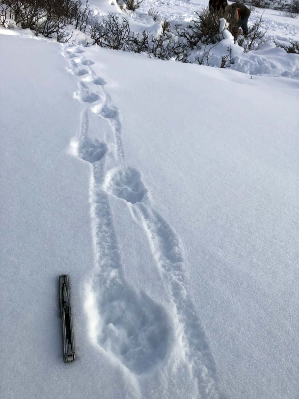 Wild Cam: Managers trap and collar rare wolverine in Utah - The ...