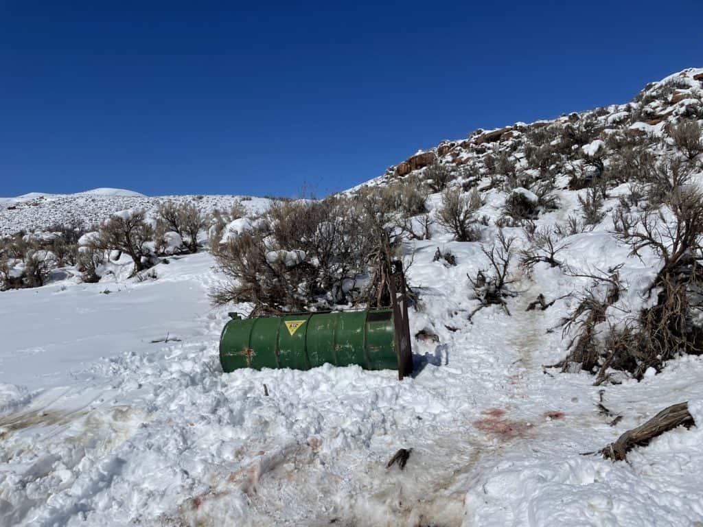 Wild Cam: Managers trap and collar rare wolverine in Utah - The ...