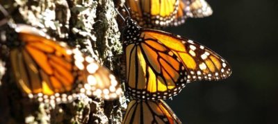 Deadly parasite has increased in monarchs - The Wildlife Society