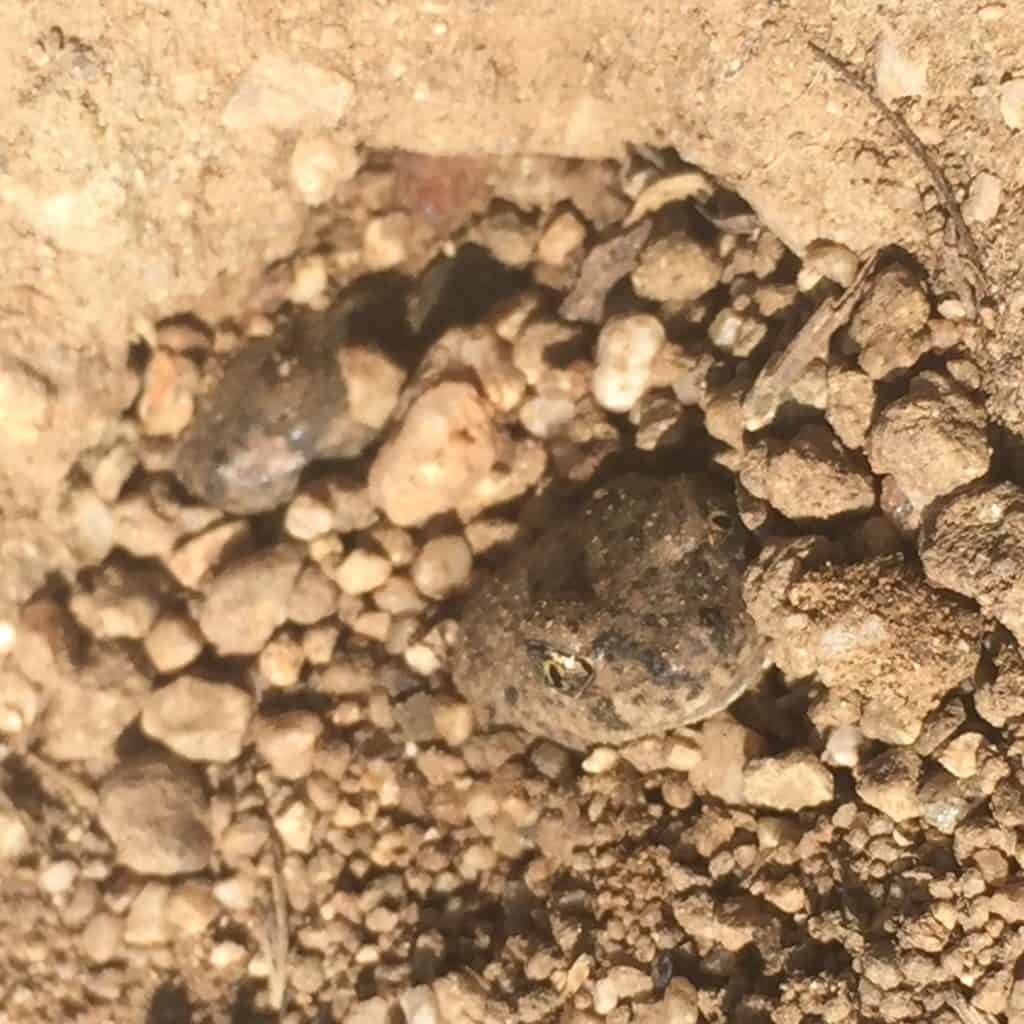 Arroyo toads are disappearing from former range - The Wildlife Society