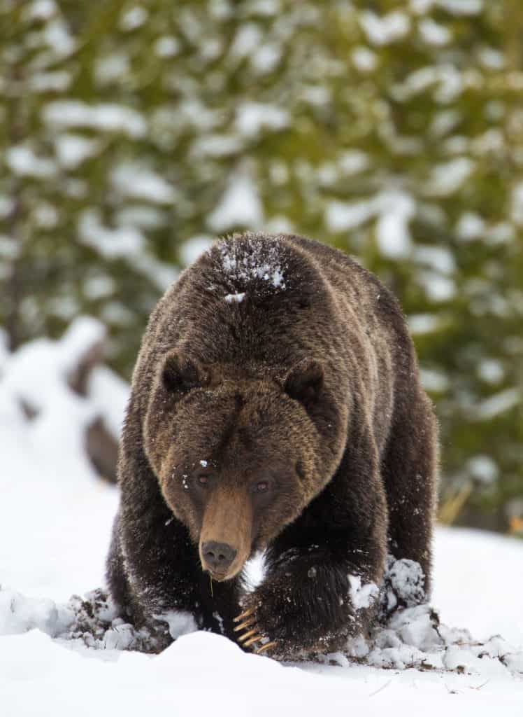Q&A: Conserving bear culture - The Wildlife Society