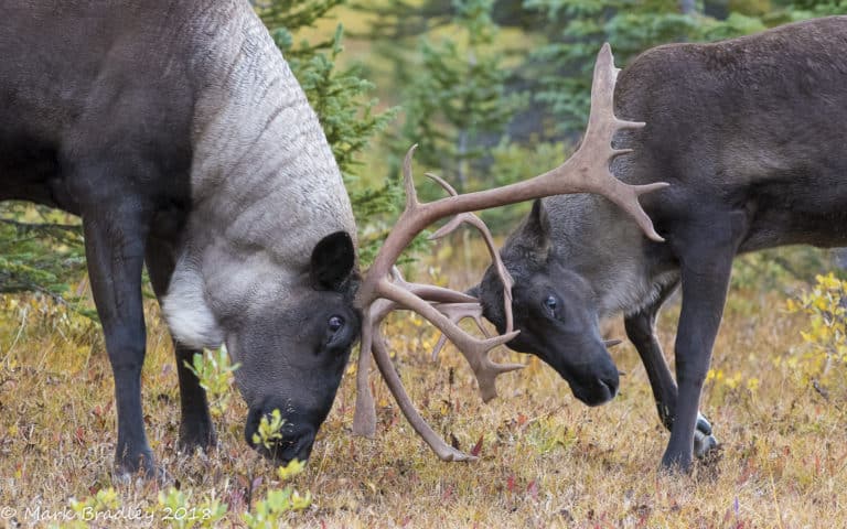 Genes reveal caribou are specialized to unique habitats - The Wildlife ...
