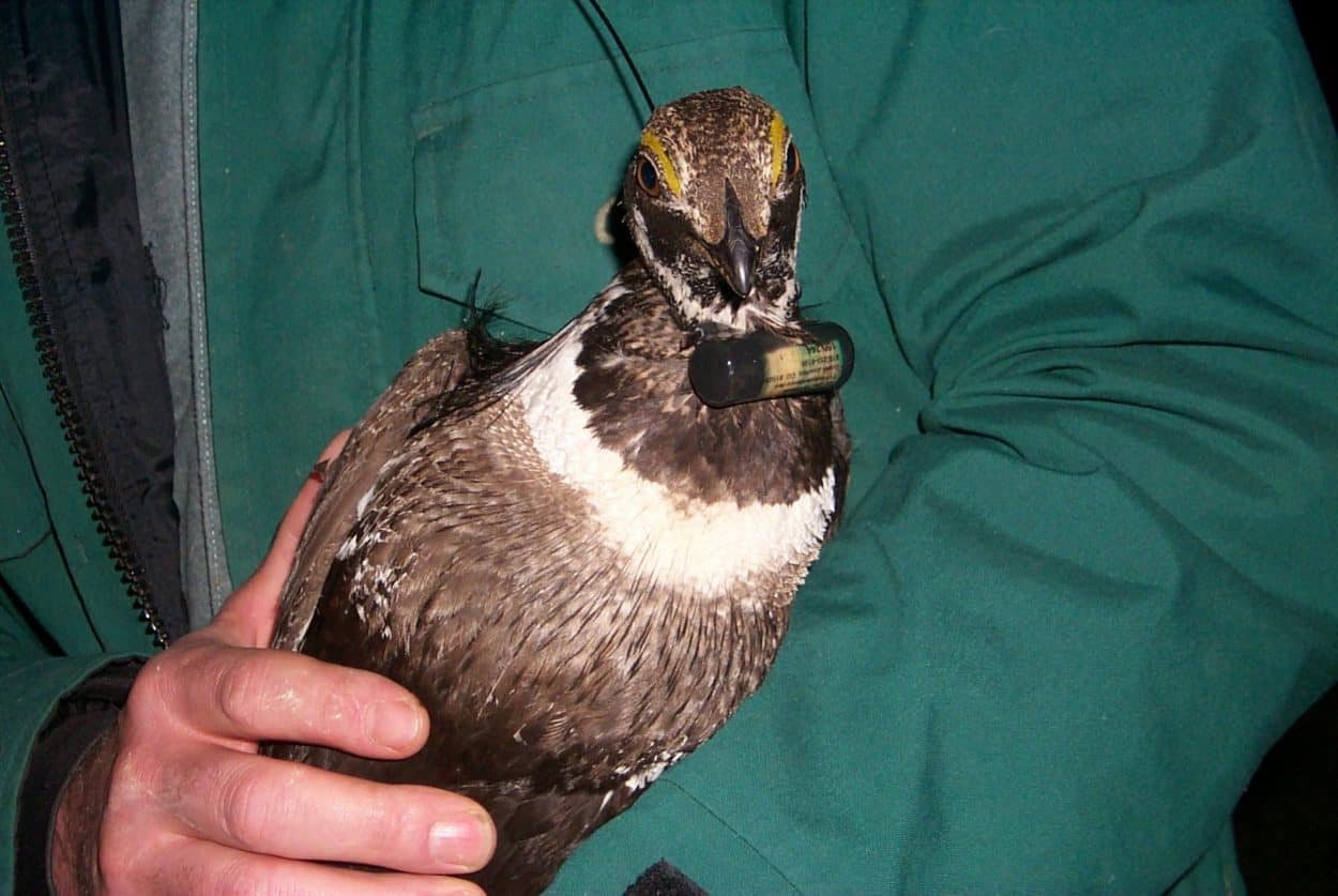 WSB: Age and sex affect survival of translocated grouse - The Wildlife ...