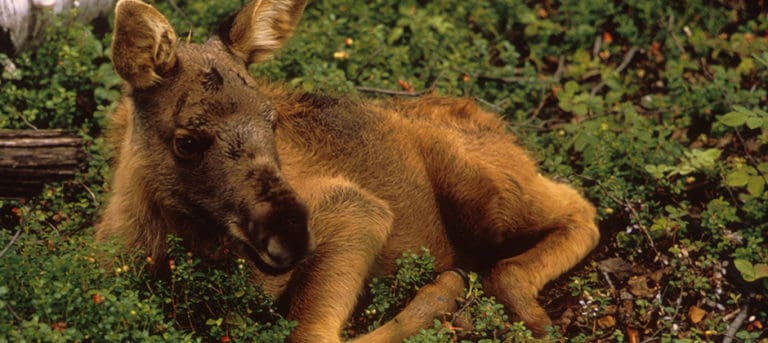 Ticks cause record moose death in Maine - The Wildlife Society