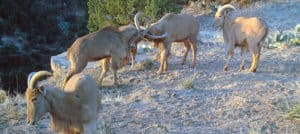 Aoudad introduced to U.S. comprise 2 distinct subspecies - The Wildlife ...