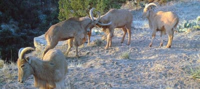 Aoudad introduced to U.S. comprise 2 distinct subspecies - The Wildlife ...