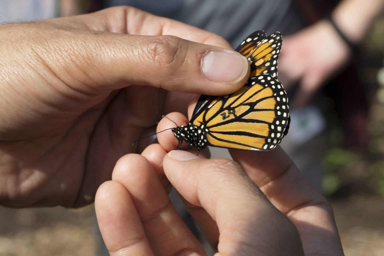 Light pollution can change monarch migration - The Wildlife Society