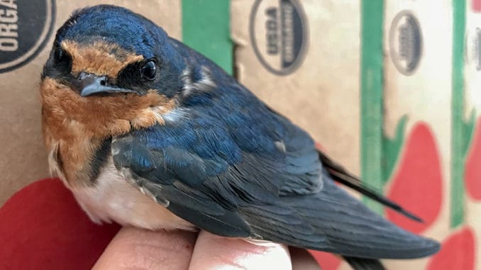 A ‘win-win’ for birds and farmers - The Wildlife Society