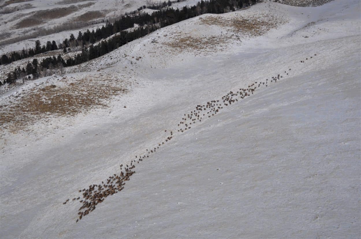 Maps reveal global connectivity for mammals - The Wildlife Society