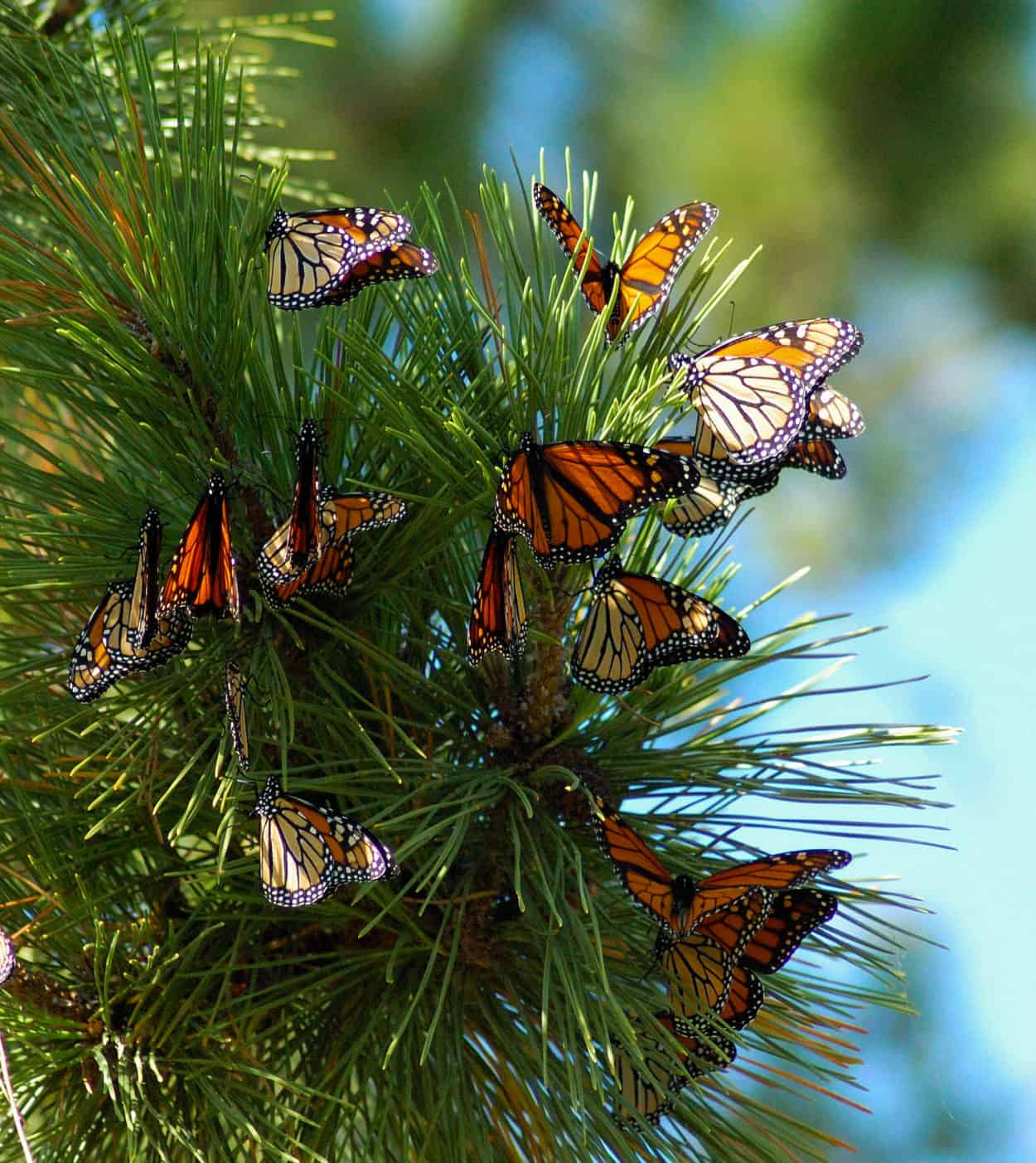 Light pollution can change monarch migration - The Wildlife Society