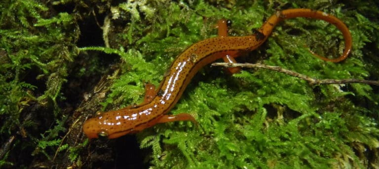 JWM: Some Appalachian salamanders deal with fire better than others ...