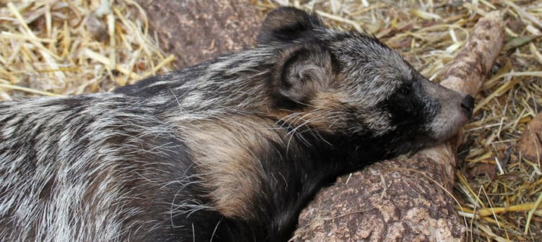 Coronavirus likely first spread to humans through wildlife market - The ...