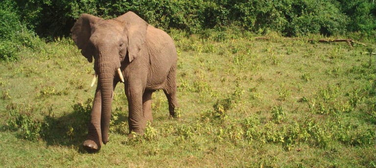 JWM: Trail cameras can help scientists estimate elephant density - The ...