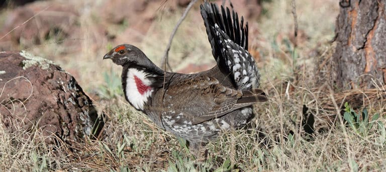 Sun is setting on dusky grouse in the Southwest - The Wildlife Society