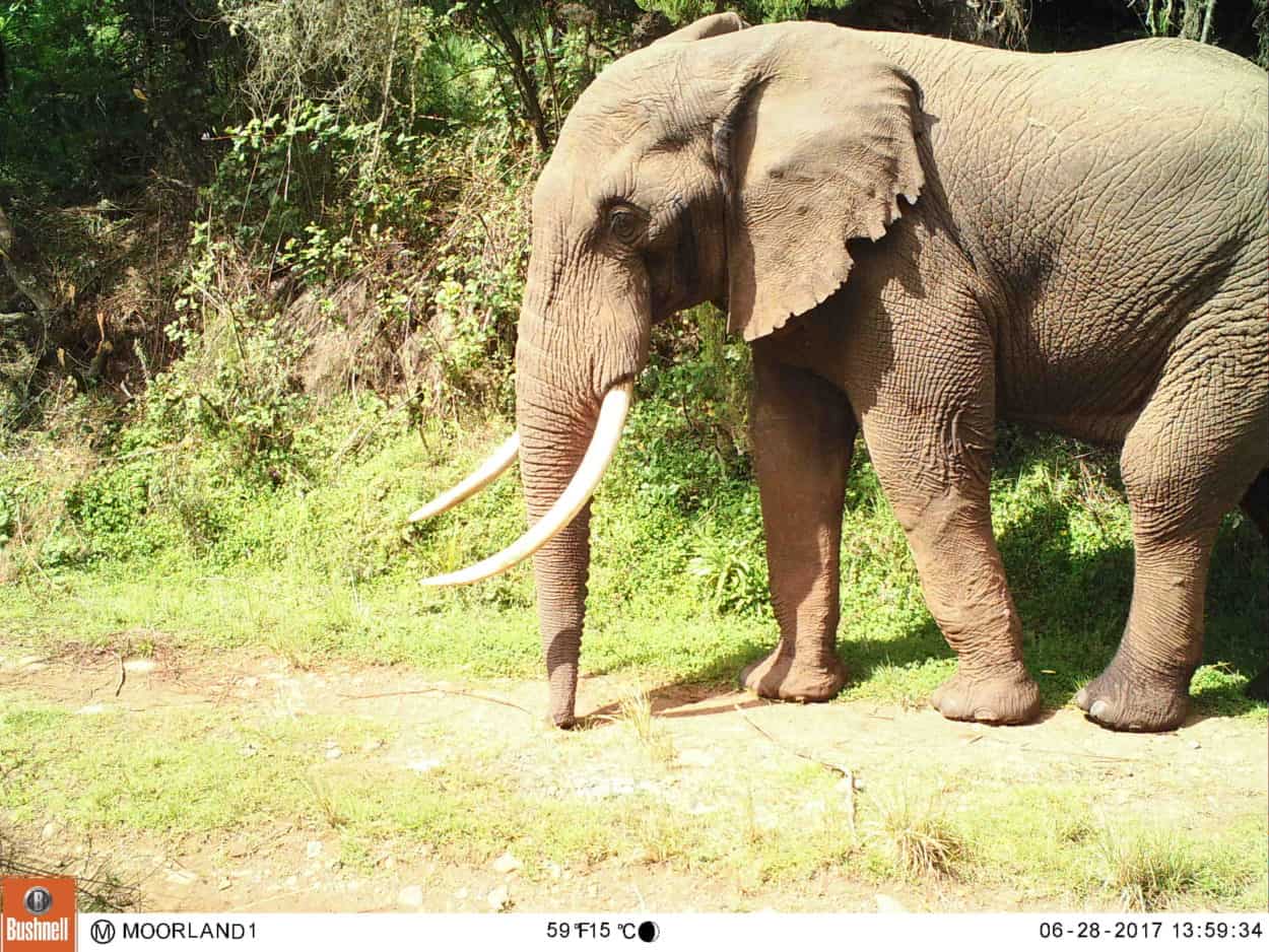 JWM: Trail cameras can help scientists estimate elephant density - The ...
