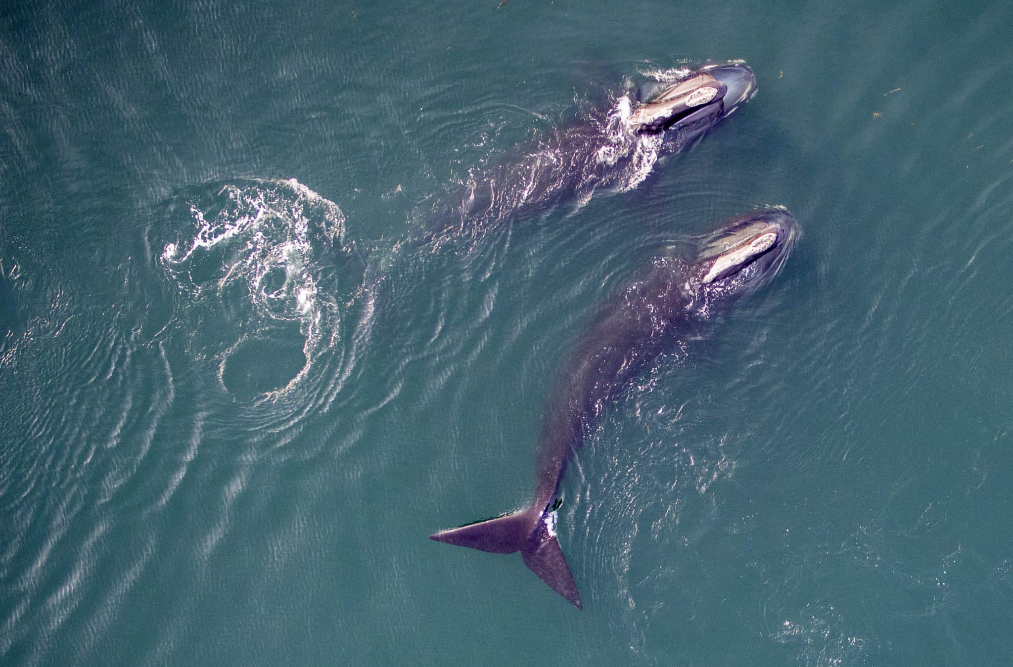 Whale entanglements affect future generations - The Wildlife Society