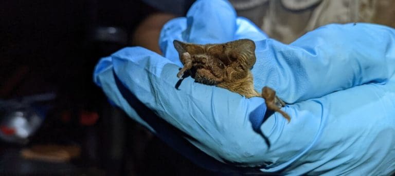 Early treatment the best way to protect bats from WNS - The Wildlife ...