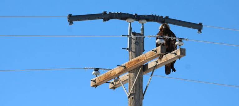 WSB: California bird electrocution hot spot causes fires - The Wildlife ...
