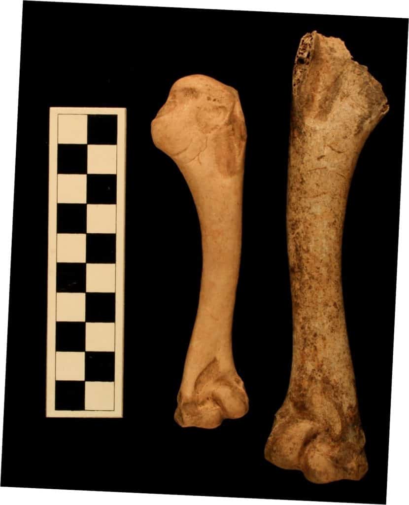 WSB: Fort Ancient people managed turkeys centuries ago - The Wildlife ...