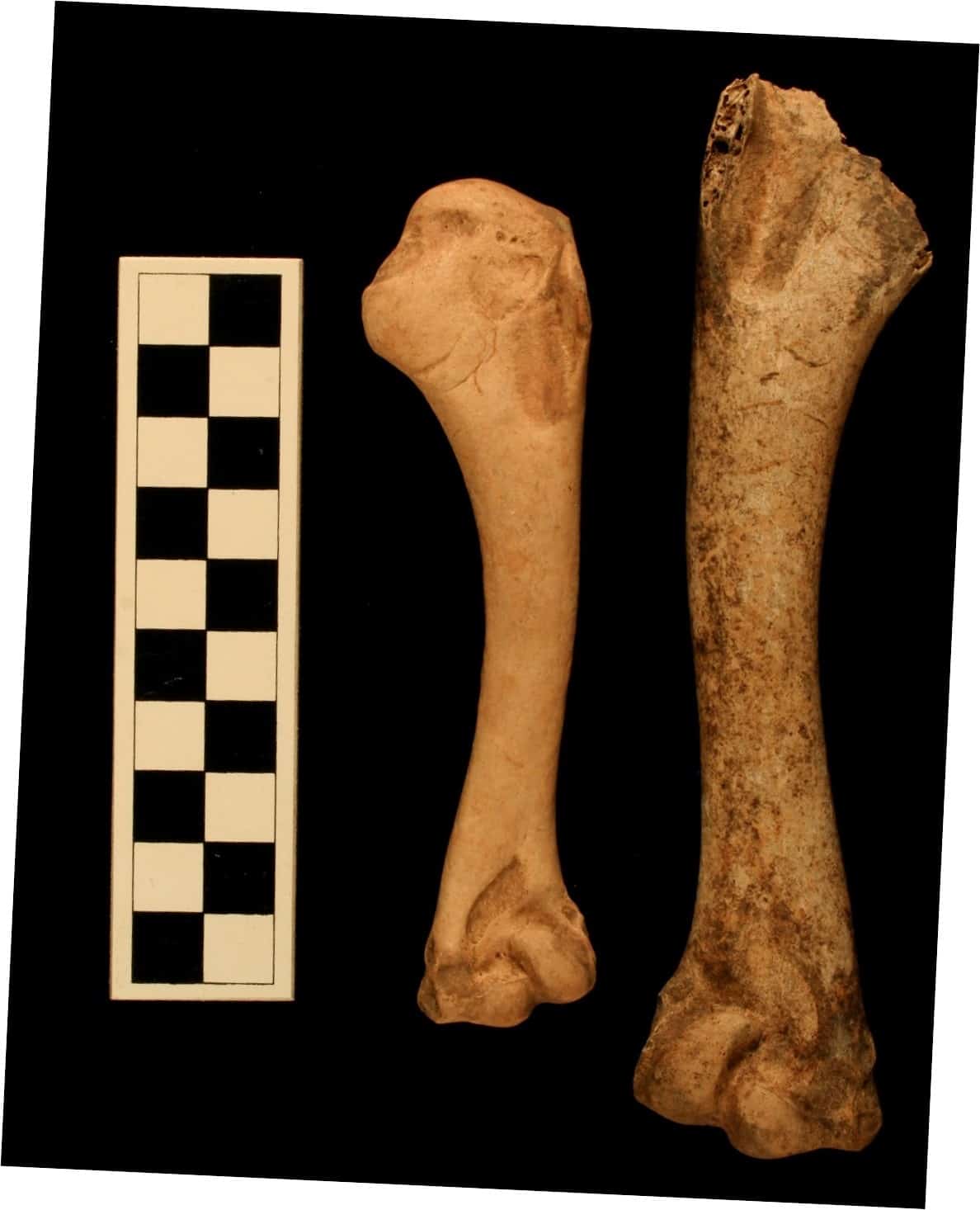 WSB: Fort Ancient people managed turkeys centuries ago - The Wildlife ...