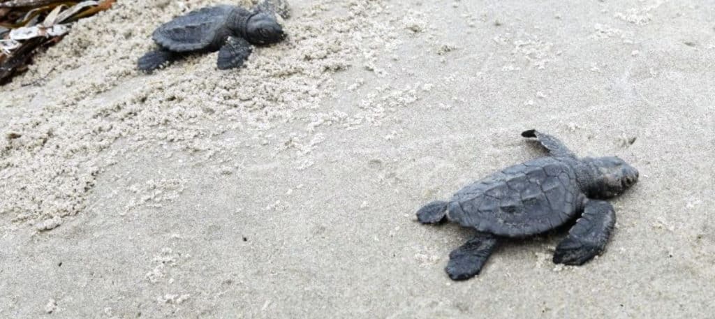 Rare sea turtles make surprise appearances - The Wildlife Society